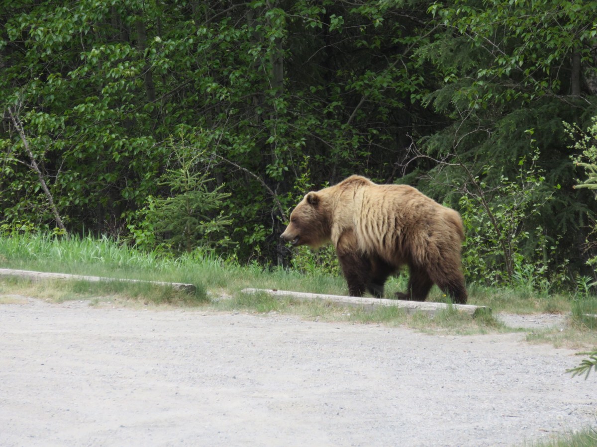 Seriously close wild bear encounters – NON STOP TRAVELLING