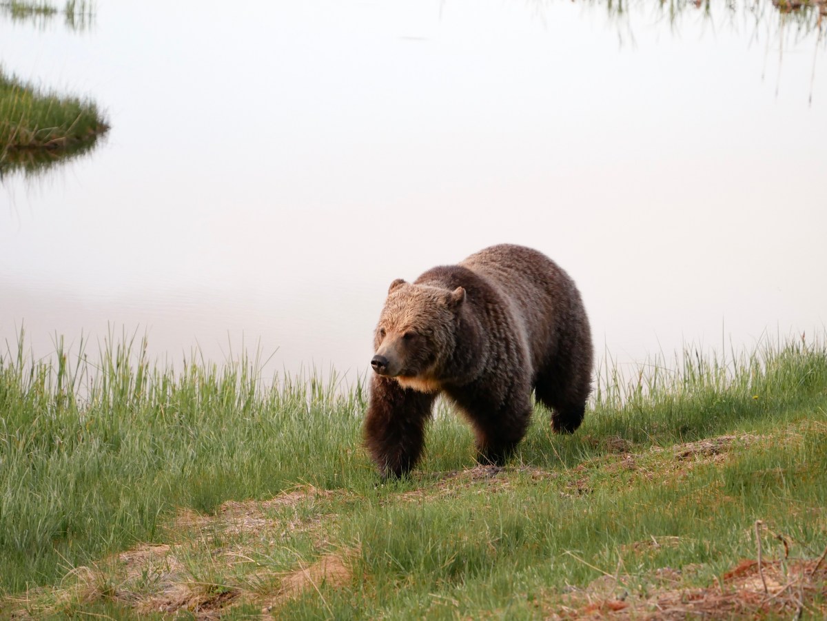 Bears up trees, prowling wolves and charging bison in Yellowstone – NON ...