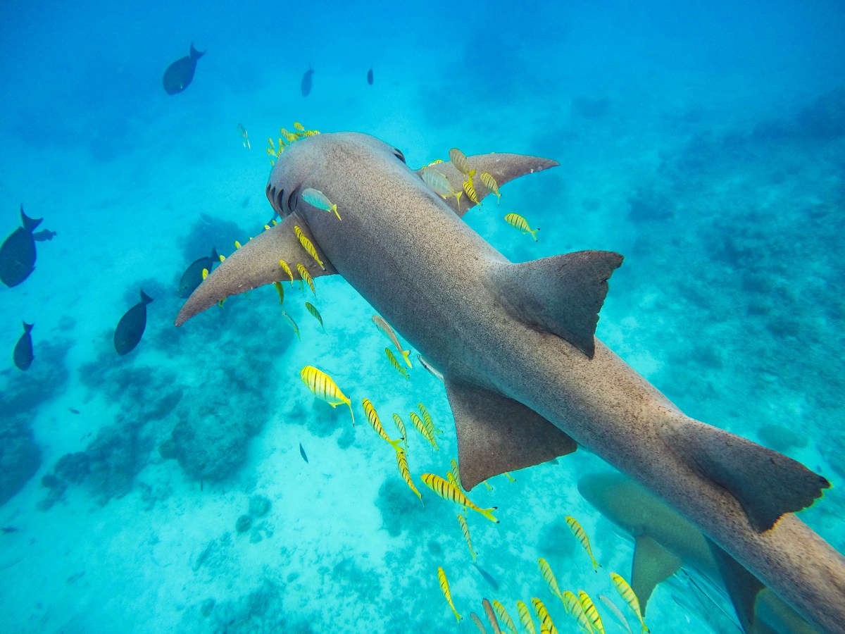 Swimming with nurse sharks in the Maldives – NON STOP TRAVELLING